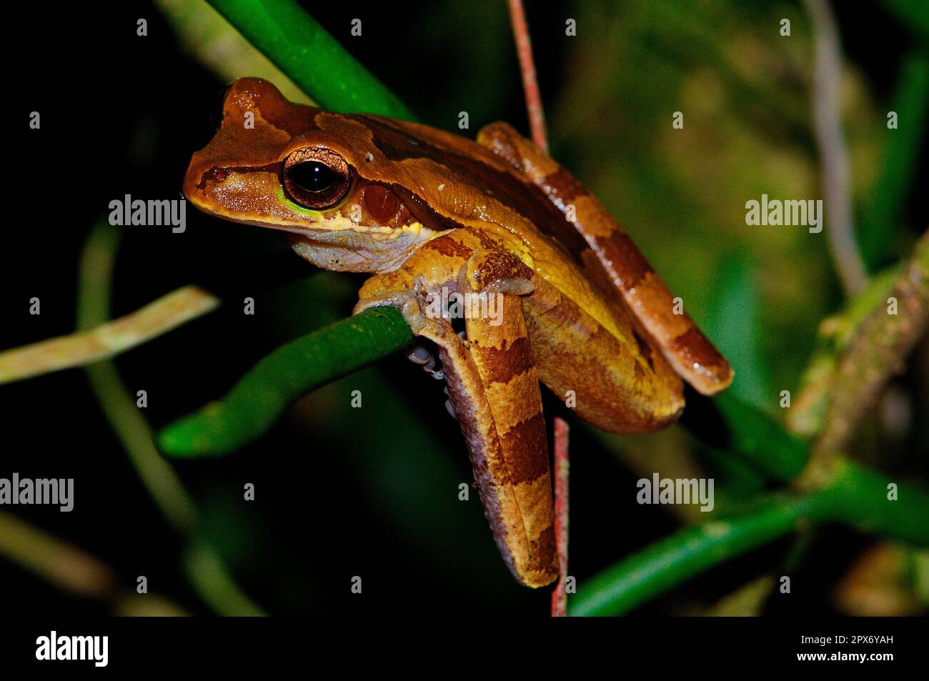 Costa rica tree frog hi-res stock photography and images - Alamy