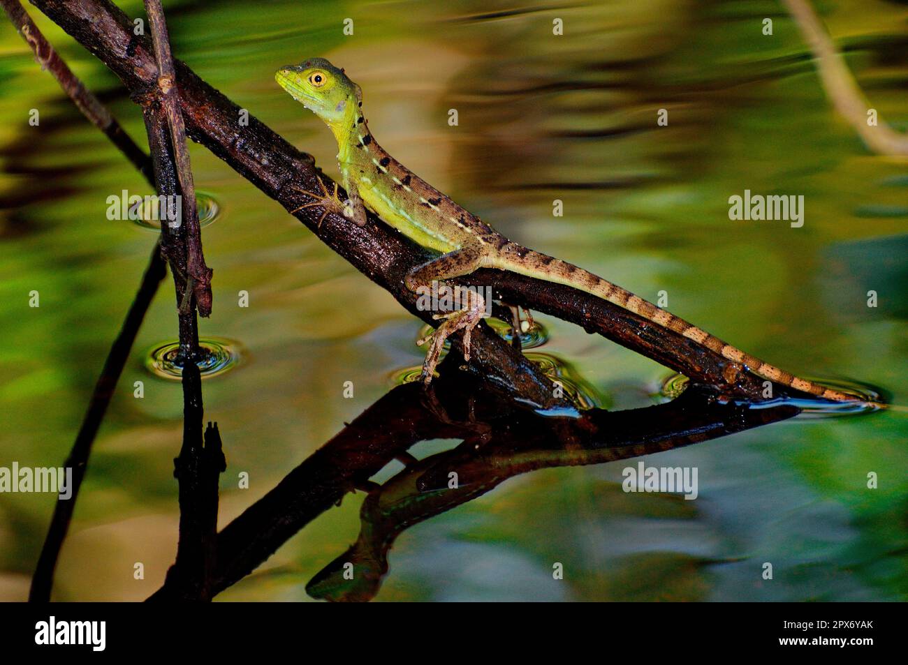 Young frontal lobe basilisk Stock Photo - Alamy