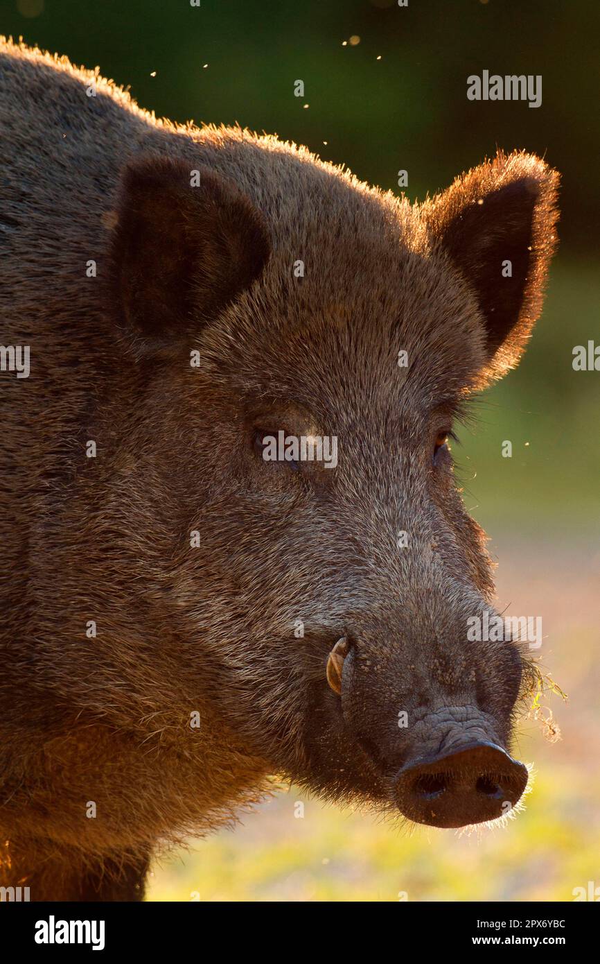Wild boar like hi-res stock photography and images - Alamy
