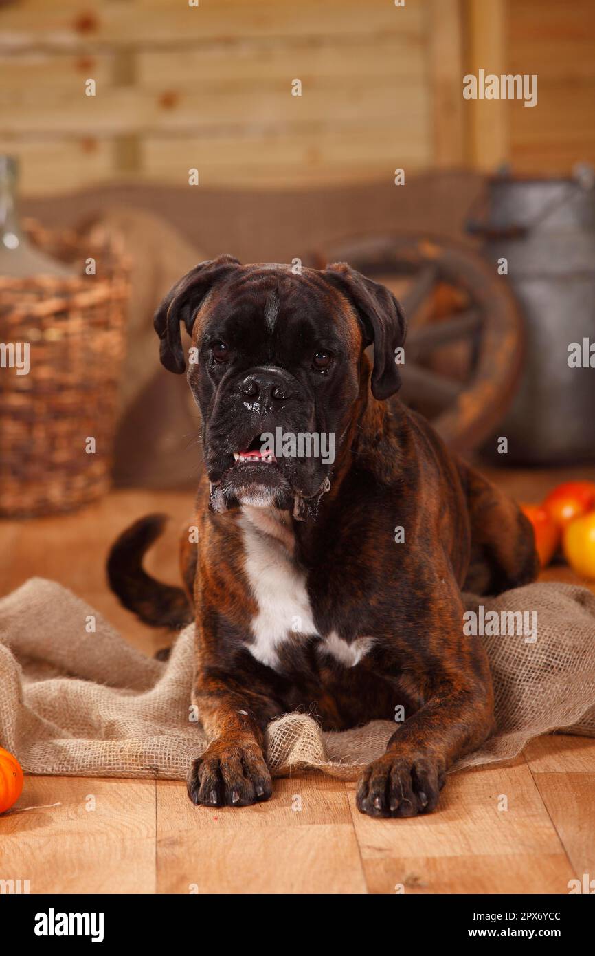 German Boxer, male Stock Photo - Alamy