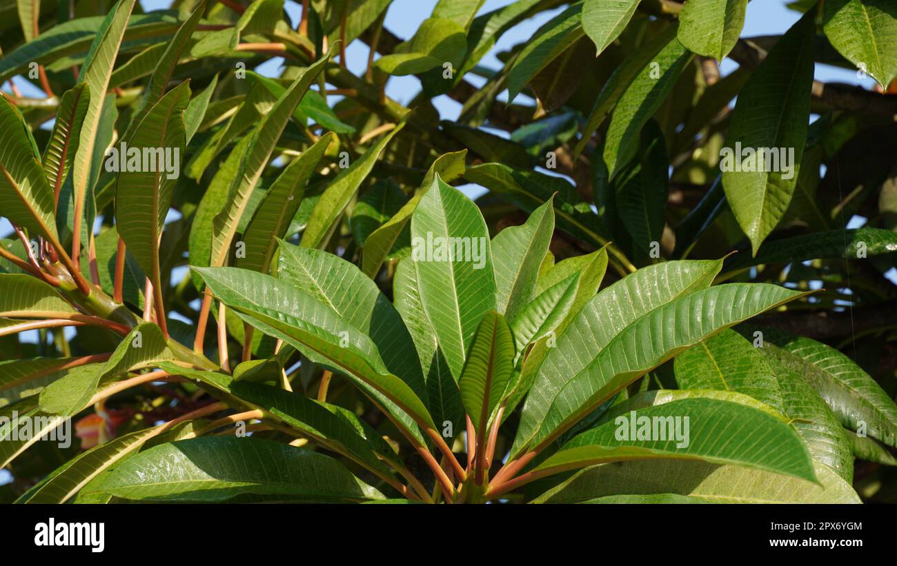 Brunches of Frangipani tree with leaves. Temple tree (Plumeria ...