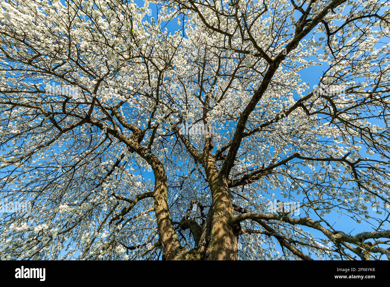 The branches of a blossoming cherry tree in spring with white blossoms ...