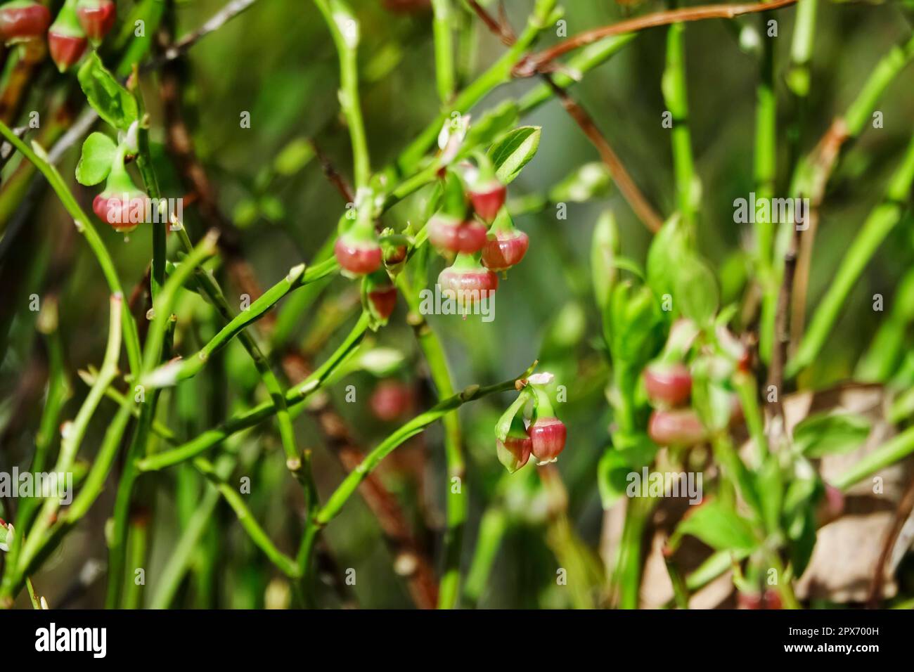 Blueberry bush, spring, Germany Stock Photo - Alamy