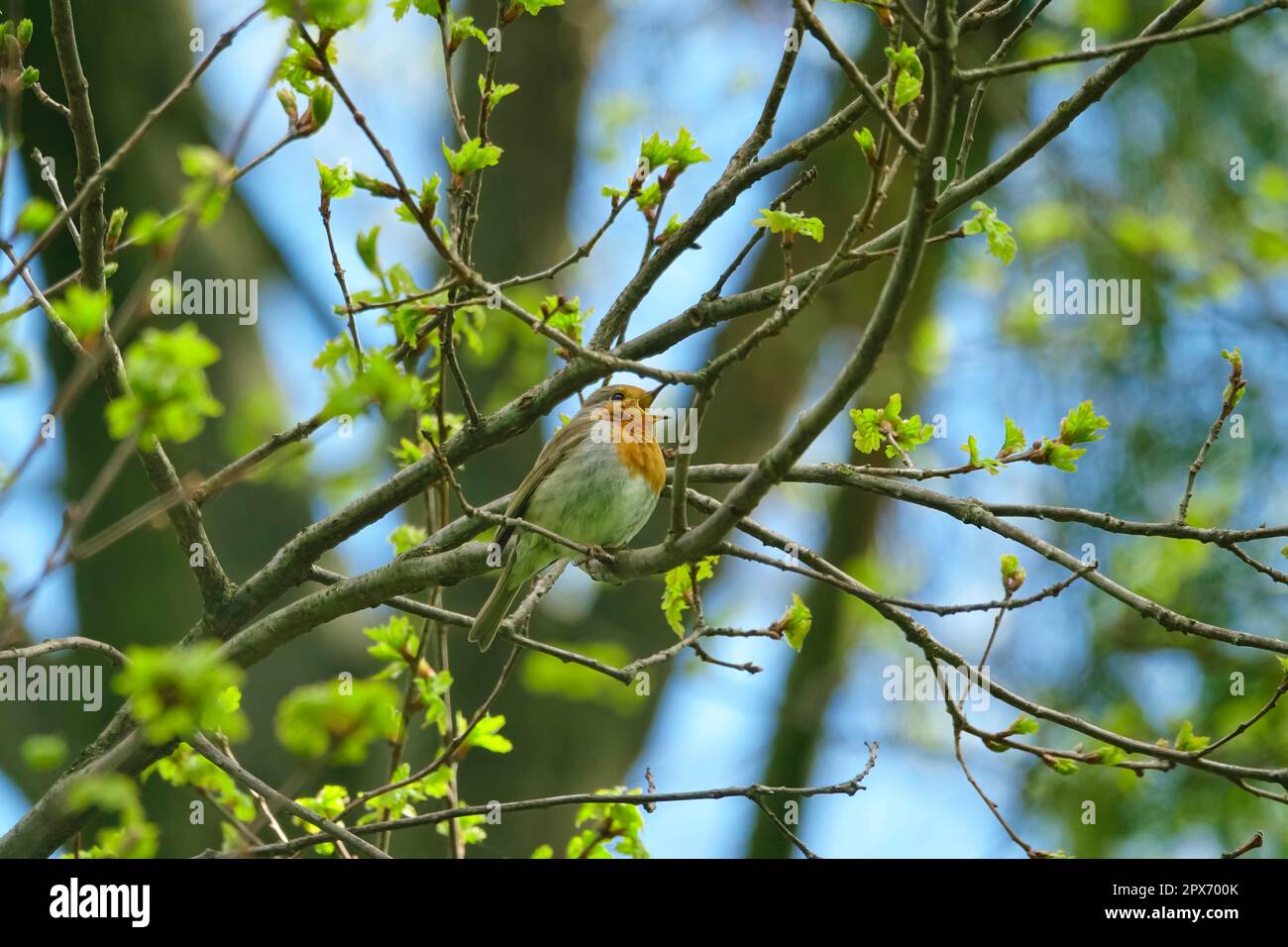 Robin in spring, Germany Stock Photo - Alamy