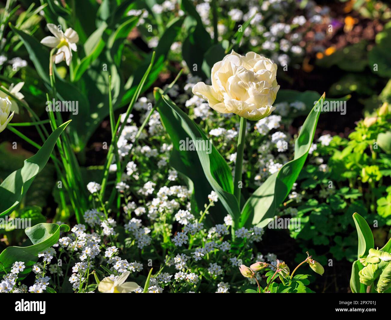 Filled white tulip in a bed, Landesgartenschau Hoexter 2023, Germany ...