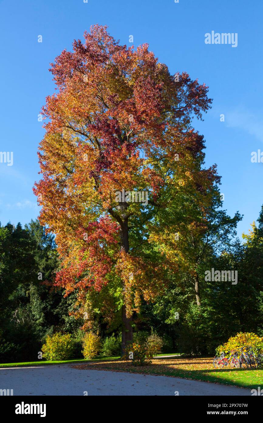 American amber tree Stock Photo - Alamy