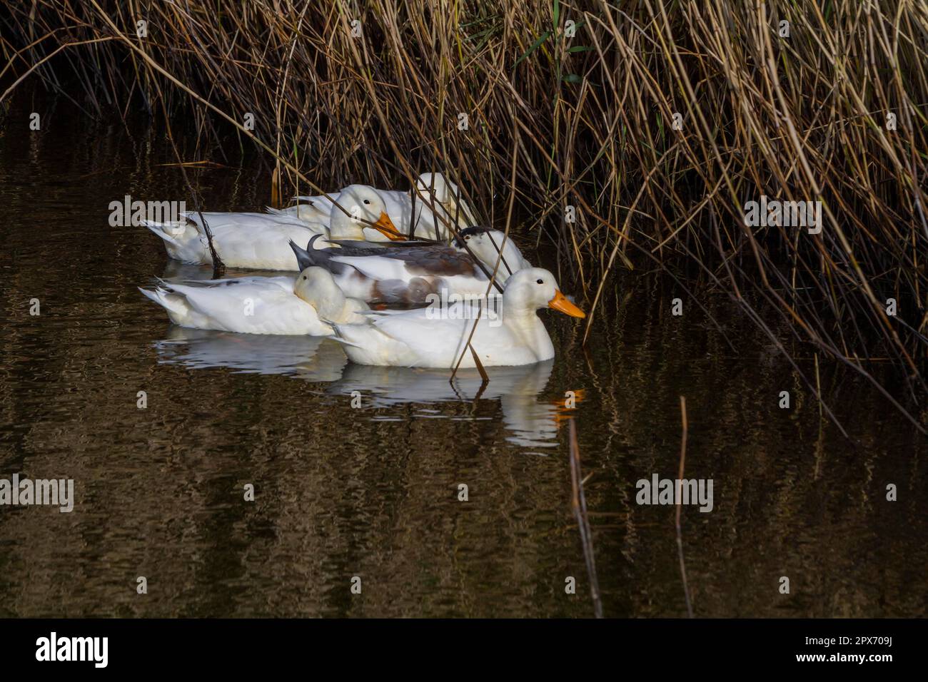White mallards in the reeds Stock Photo - Alamy