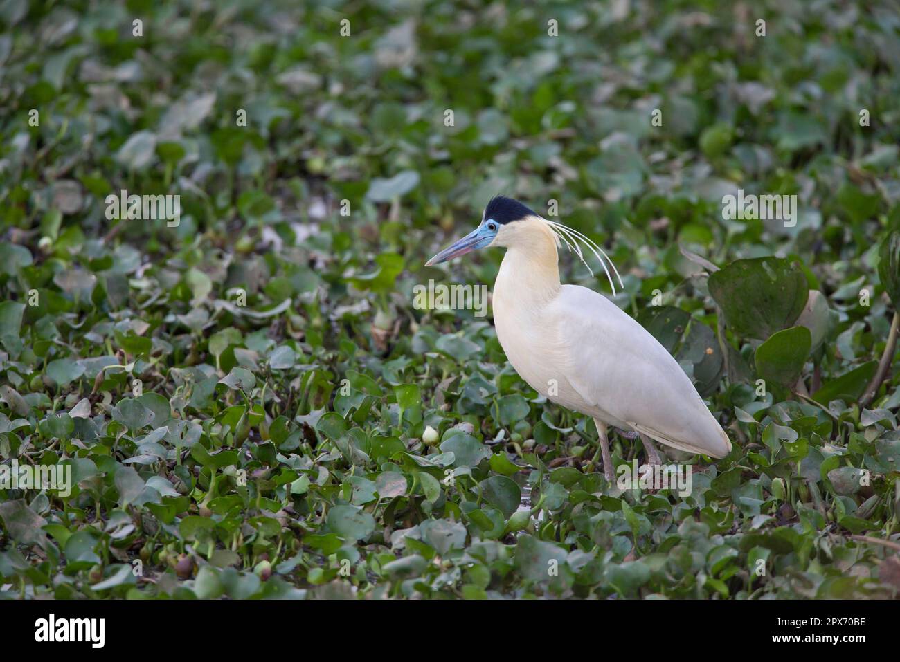 Capped heron (Pilherodius pileatus) adult, standing in swamp, Pantanal ...
