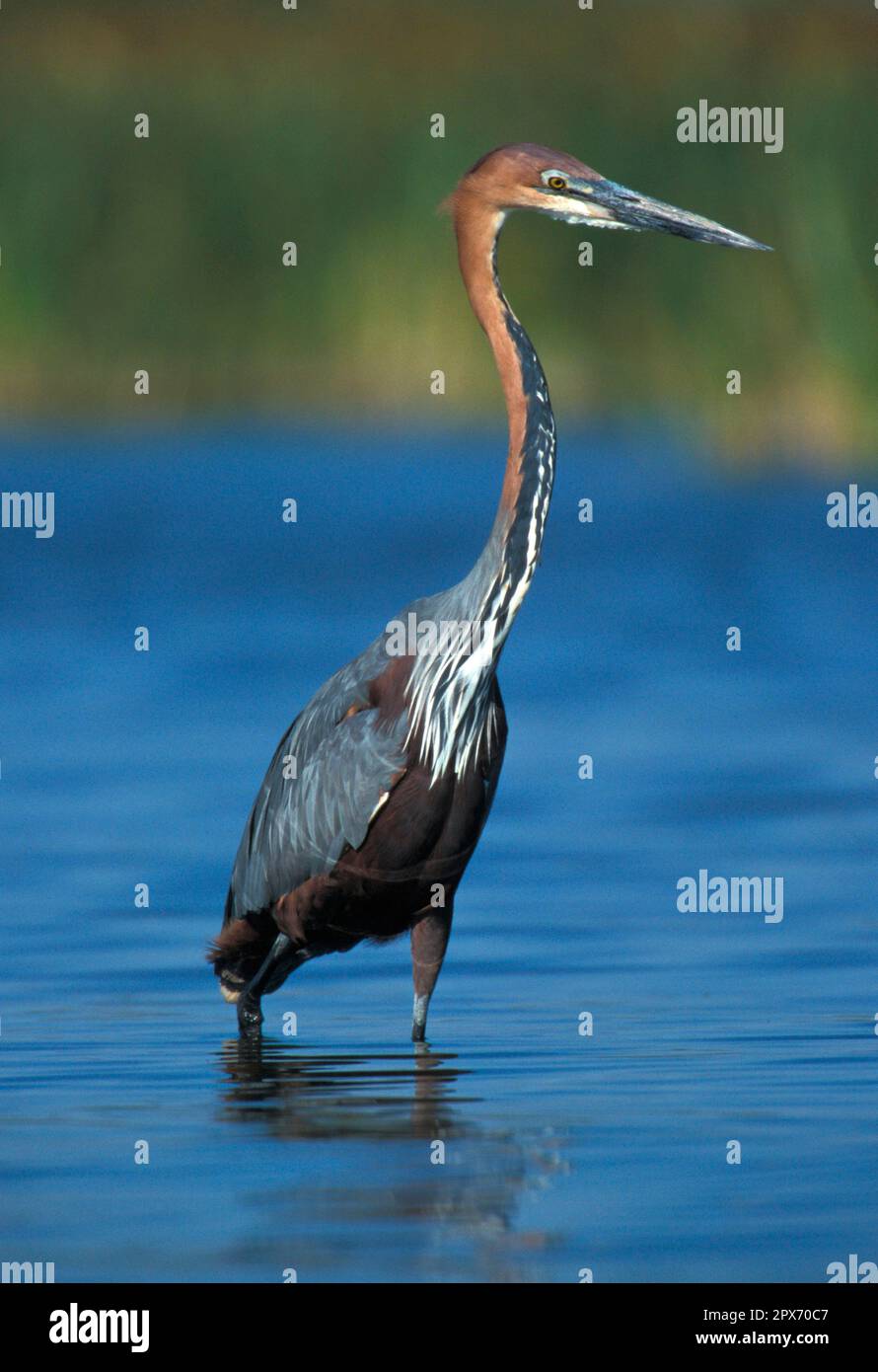 Goliath heron (Ardea goliath), Herons, Animals, Birds, Goliath Heron ...