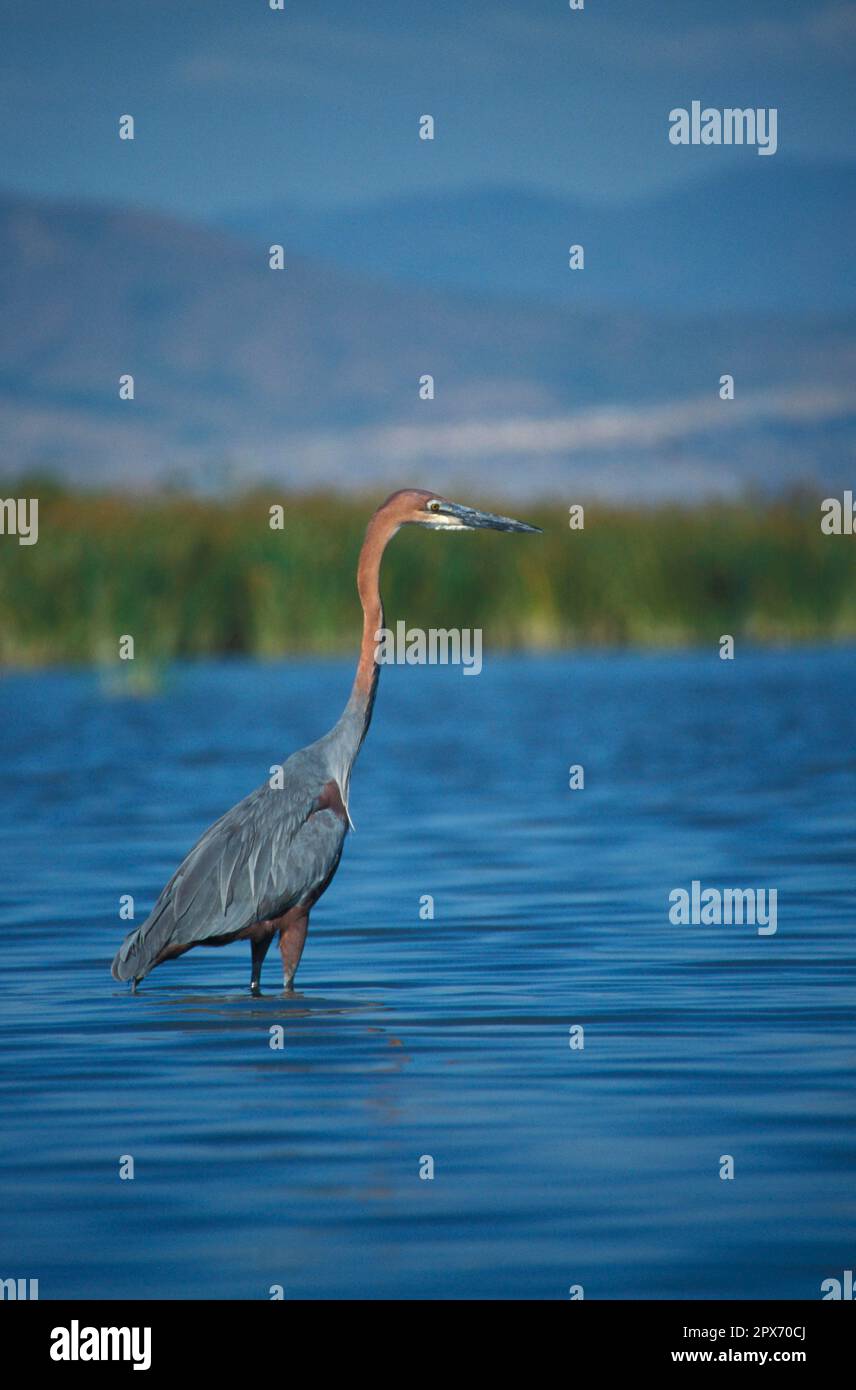 Goliath heron (Ardea goliath), Herons, Animals, Birds, Goliath Heron ...