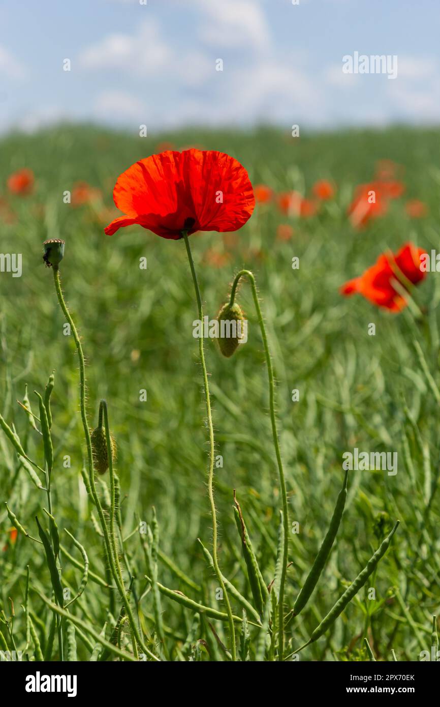 Common names for Papaver rhoeas include corn poppy, corn rose, field ...