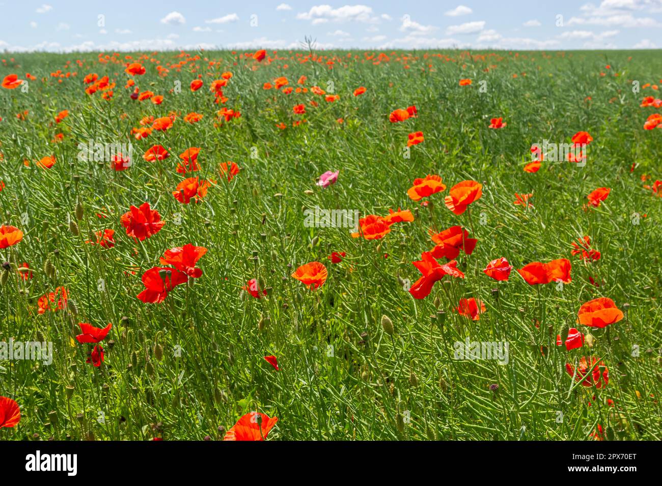 Common names for Papaver rhoeas include corn poppy, corn rose, field ...