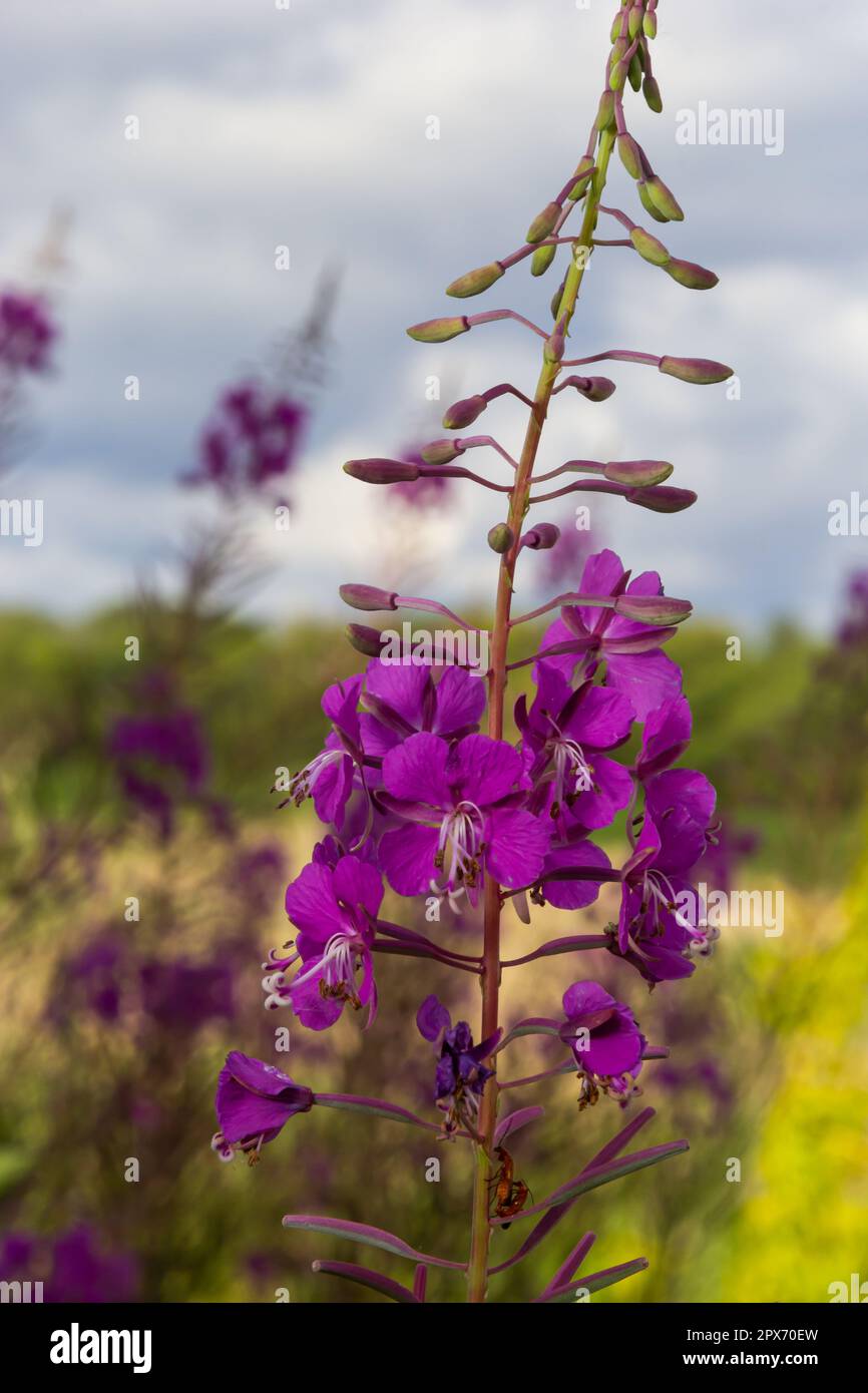 Ivan chai, Chamaenerion angustifolium, fireweed, great willowherb, rosebay willowherb, perennial ...
