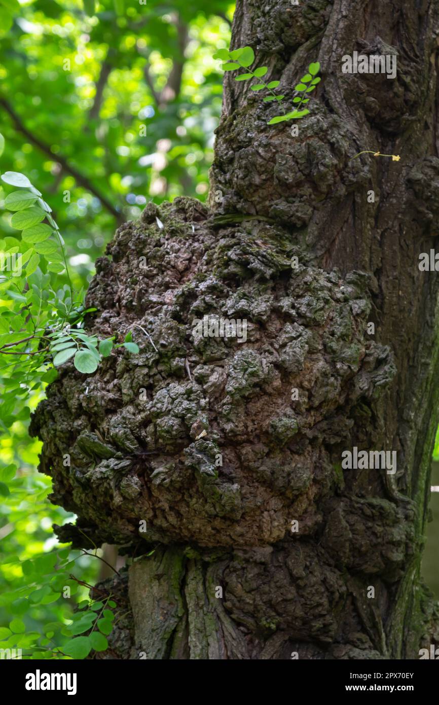 Deformed trunk of a thick old tree with painful growths on a blurred ...