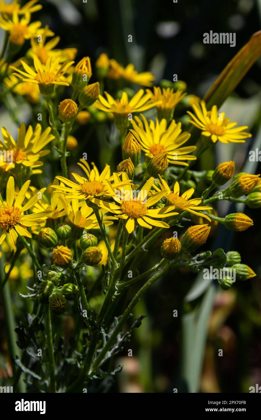 yellow flowering plants of Ragwort, Jacobaea vulgaris early morning on ...
