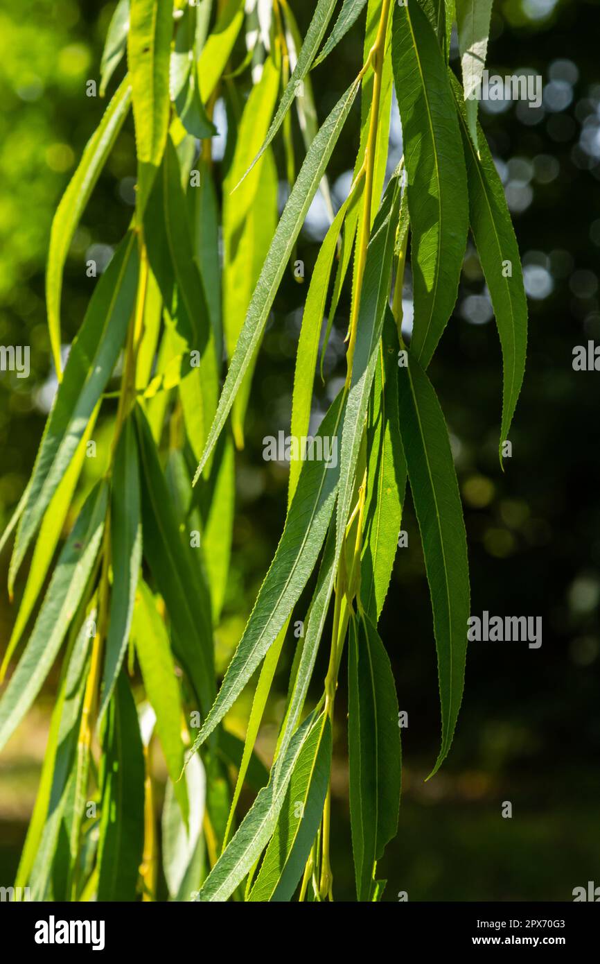 Weeping willow tree foliage background. Weeping willow branches with ...