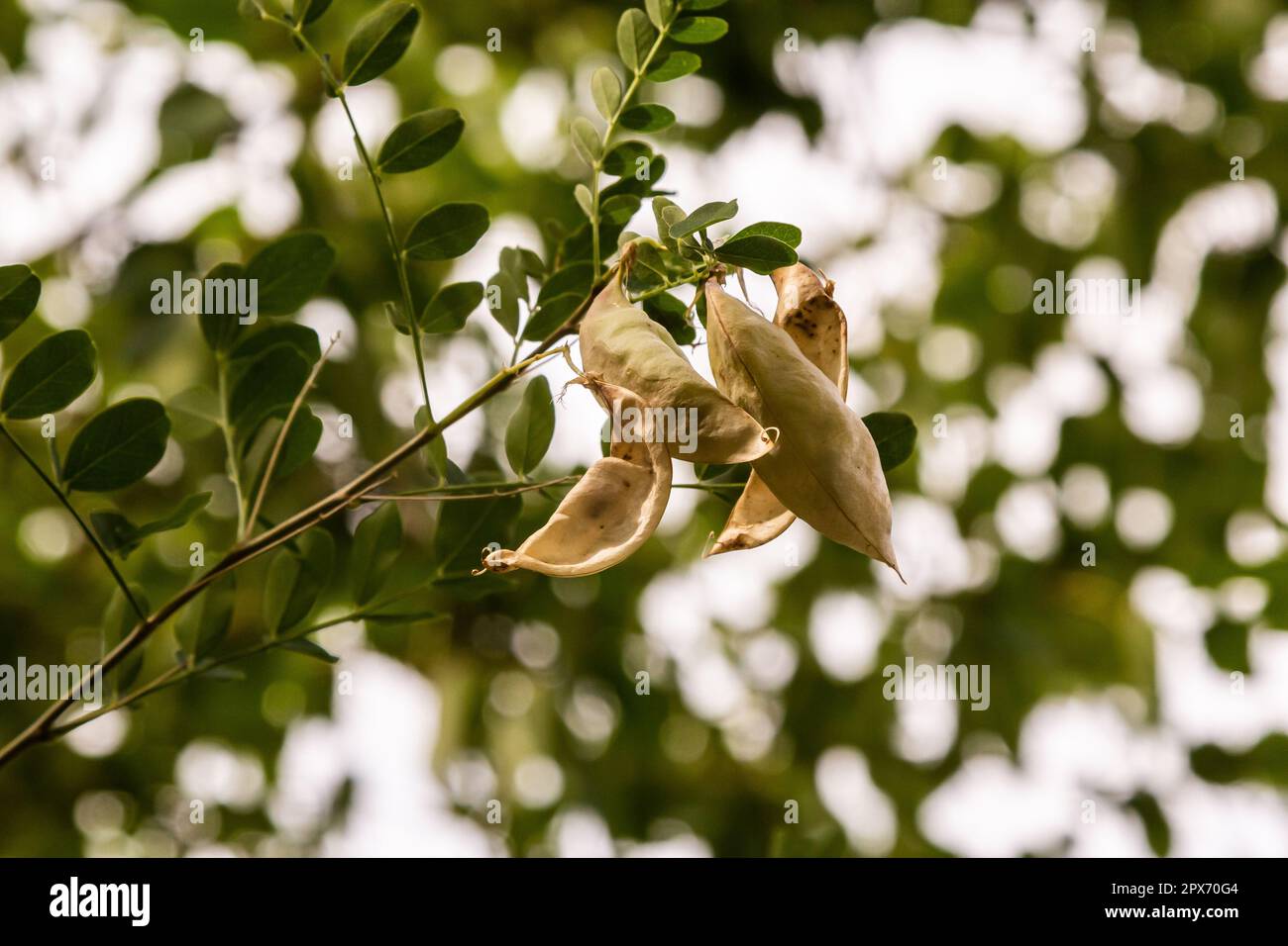 Flora of Island Rab, Croatia. Bladder senna Colutea arborescens. It is ...