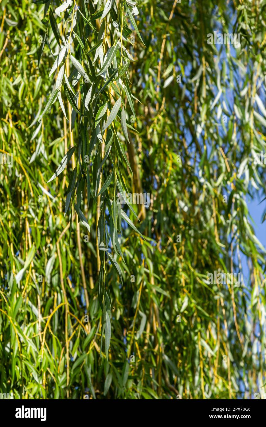 Weeping willow tree foliage background. Weeping willow branches with ...