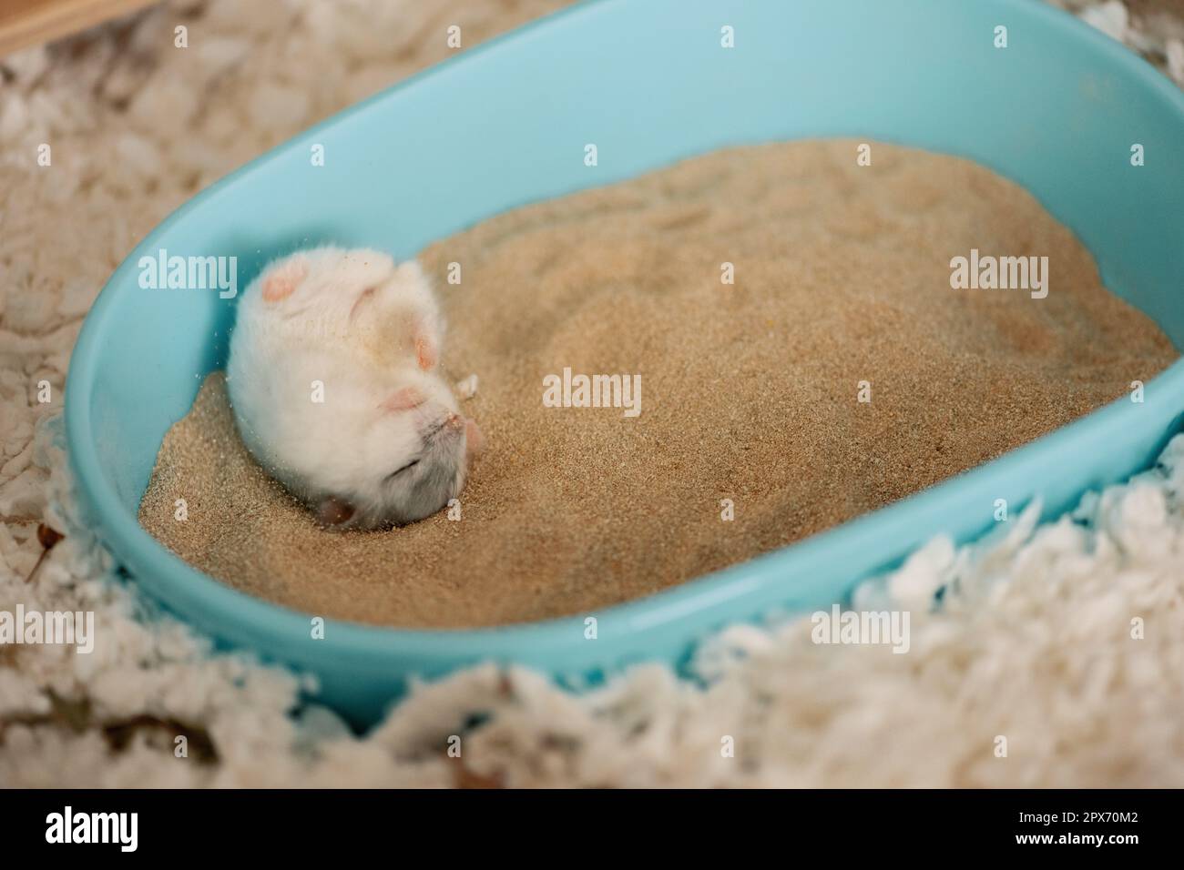 Hamster lying on back on sand in bathtub and cleaning fur Stock Photo ...