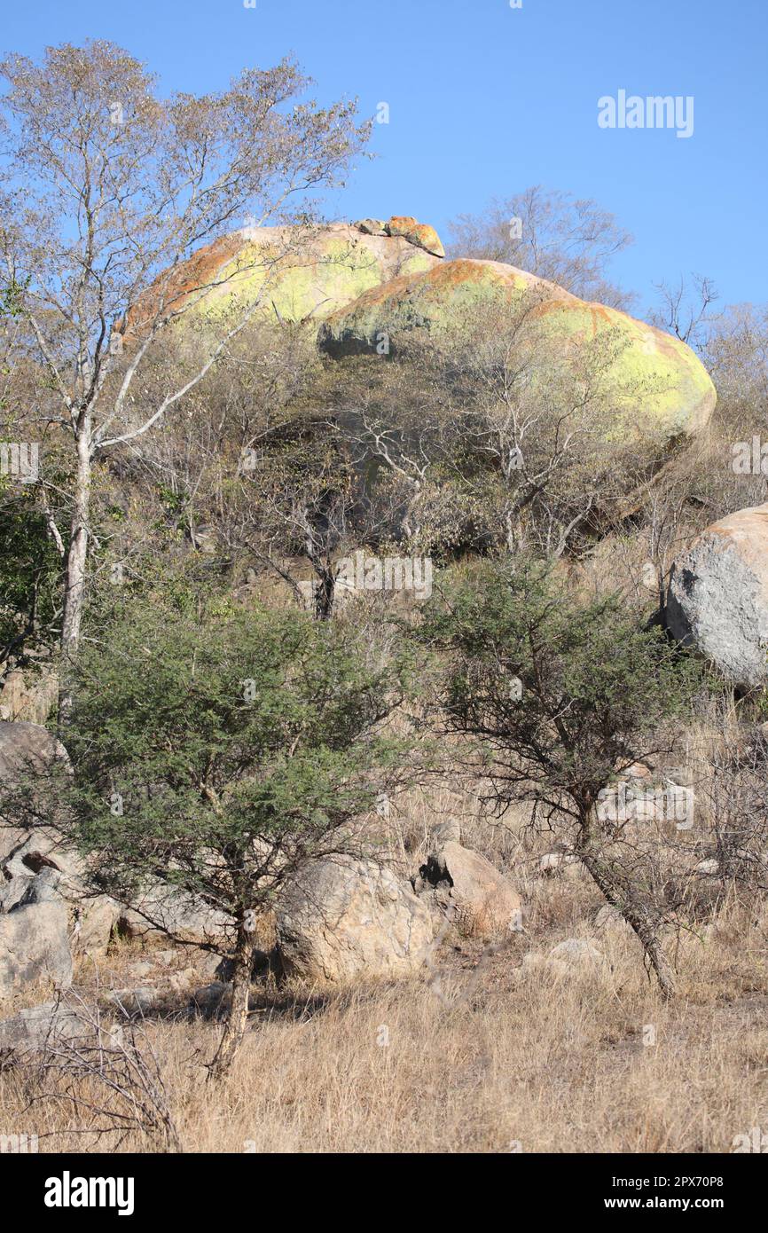Krüger Park - Afrikanischer Busch - Inselberg / Kruger Park - African ...