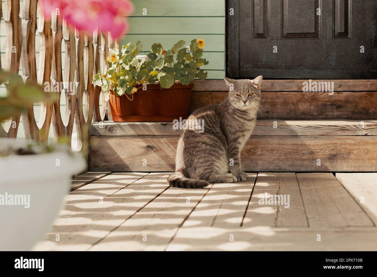Cat sitting on wooden porch in outdoors Stock Photo - Alamy