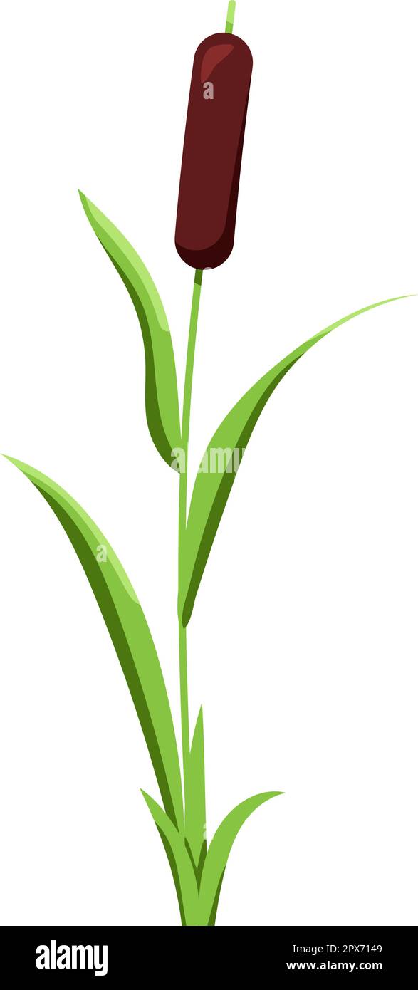 Reed water grass plant vector icon isolated on white background Stock ...