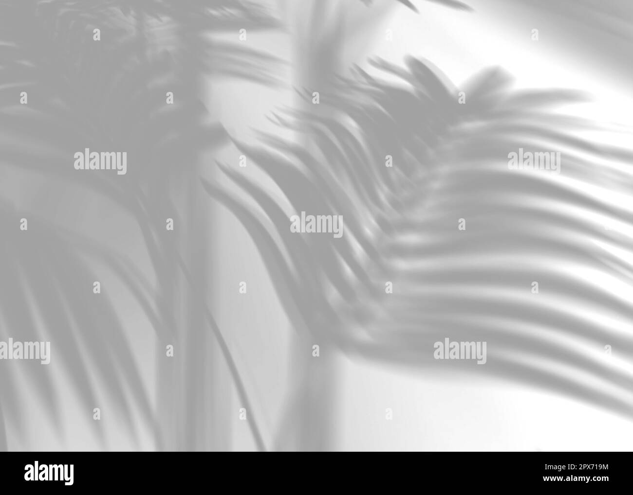 Shadow from palm leaves, overlay effect. Realistic gray shadow on white ...