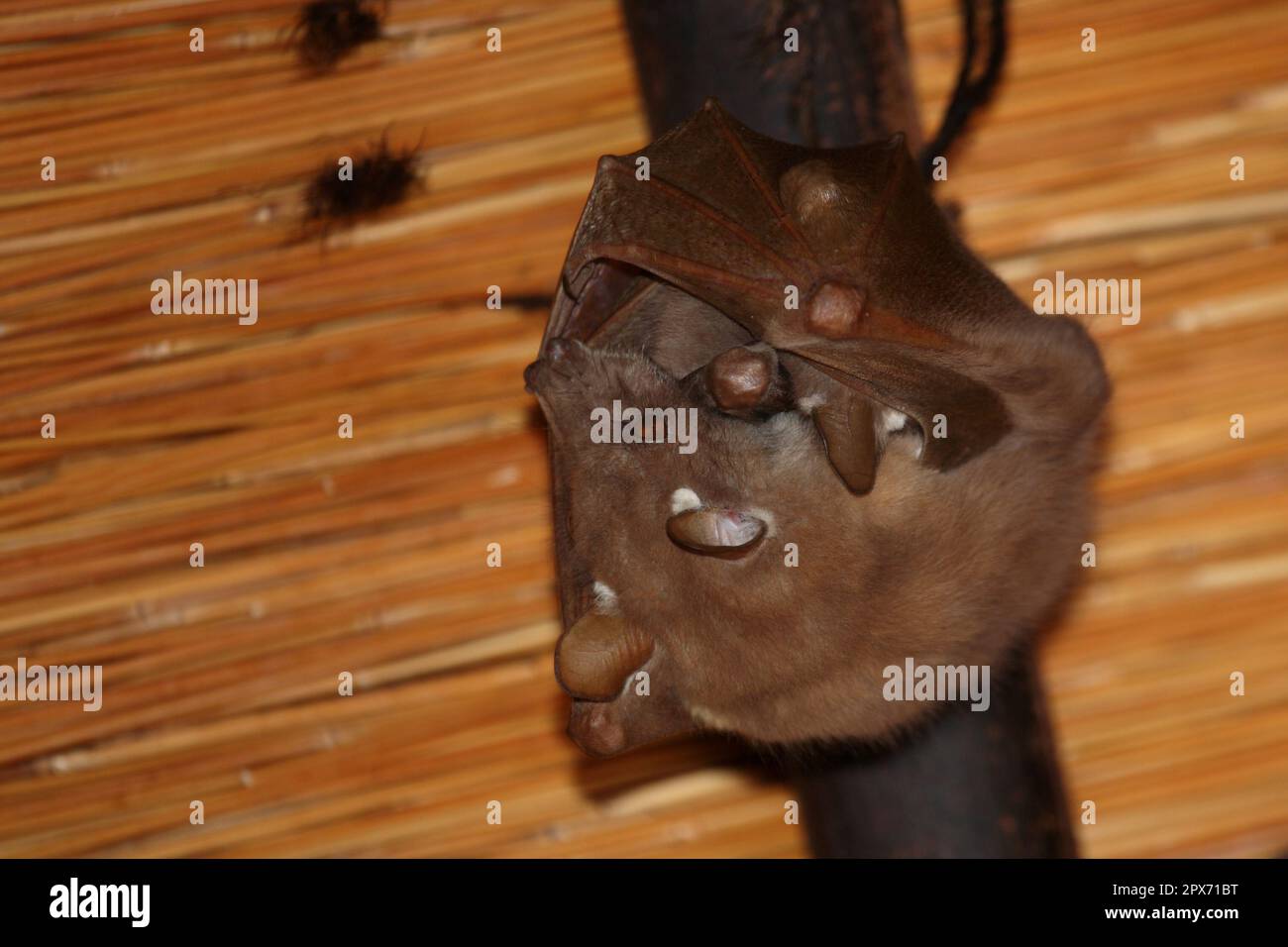 Wahlberg-Epaulettenflughund / Wahlberg's epauletted fruit bat ...