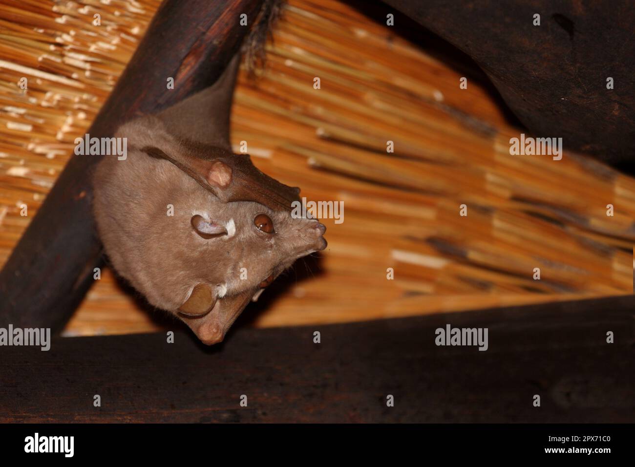 Wahlberg-Epaulettenflughund / Wahlberg's epauletted fruit bat ...