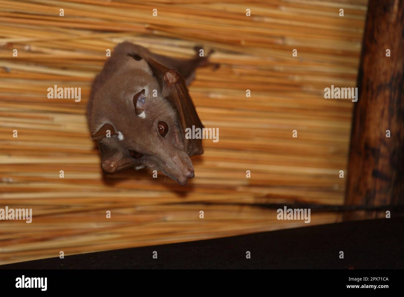 Wahlberg-Epaulettenflughund / Wahlberg's epauletted fruit bat ...