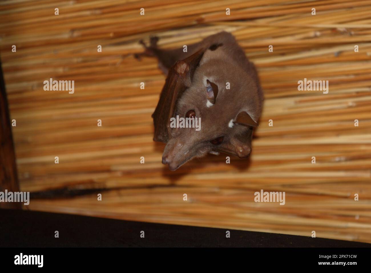 Wahlberg-Epaulettenflughund / Wahlberg's epauletted fruit bat ...