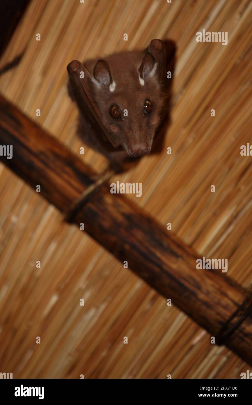 Wahlberg-Epaulettenflughund / Wahlberg's epauletted fruit bat ...