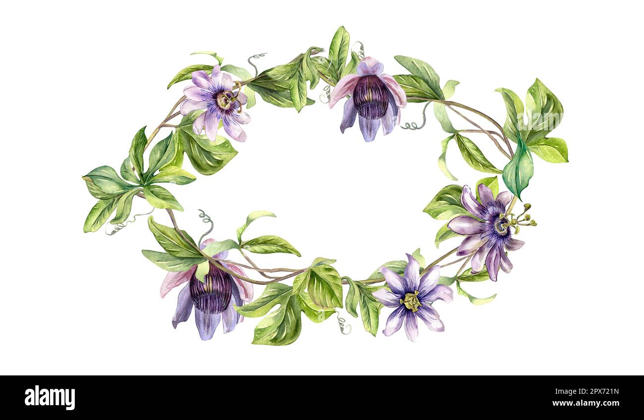 Frame of passion flower plant watercolor illustration isolated on white ...