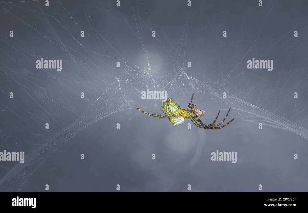 Orb weaver spider (Leucauge venusta) on web, Macro shot of insect and ...