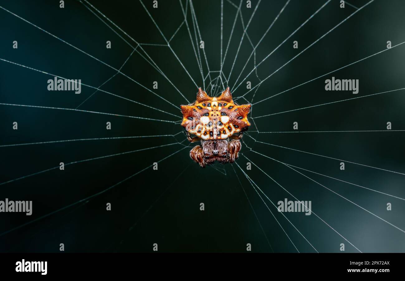 Spiny Orb Weaver on web in nature, Macro photo of insect Stock Photo ...