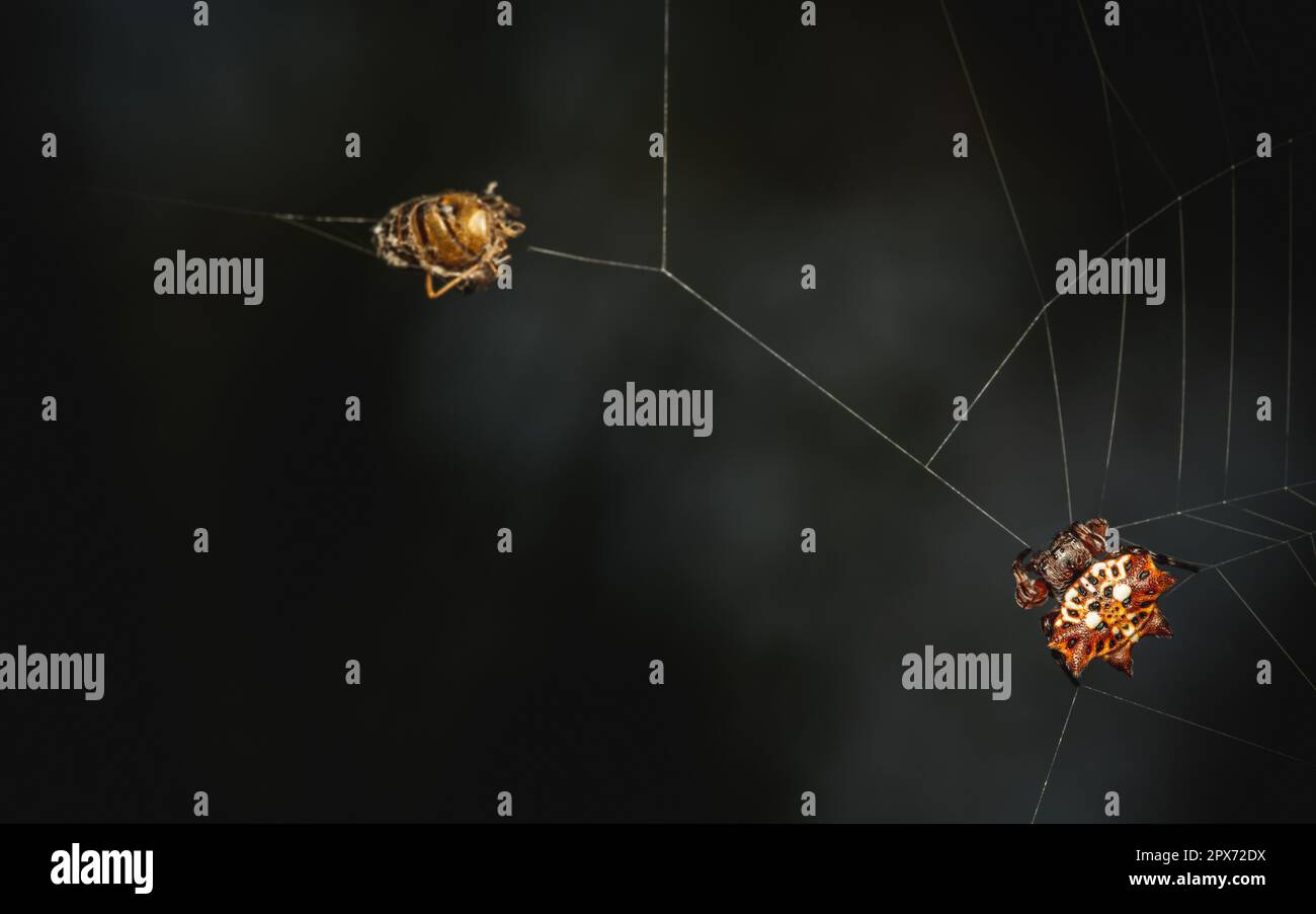 Spiny Orb Weaver on web in nature, Macro photo of insect Stock Photo ...