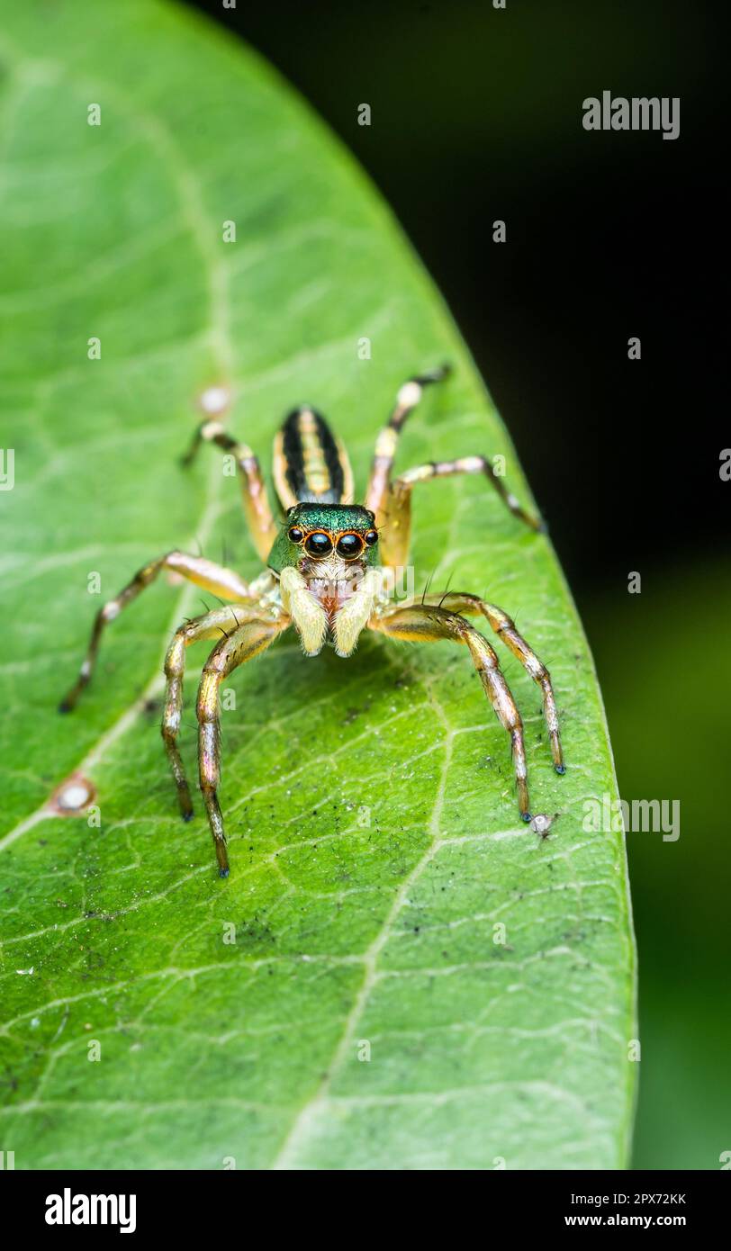 Close up a little Jumping Spider on green leaf, Colorful jumping spider ...