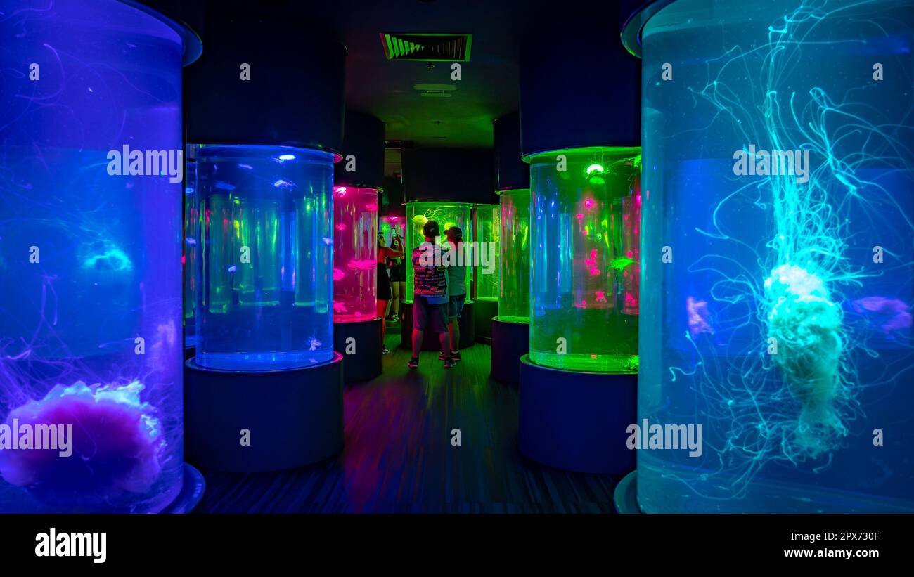 Gold Coast, Queensland, Australia - Illuminated jelly fish at Seaworld ...