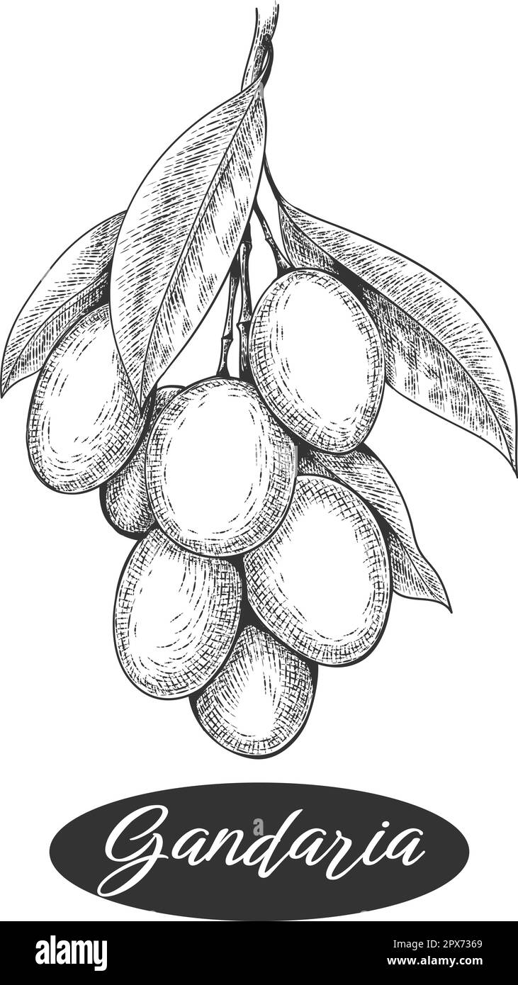 Tree engraving etching hi-res stock photography and images - Alamy