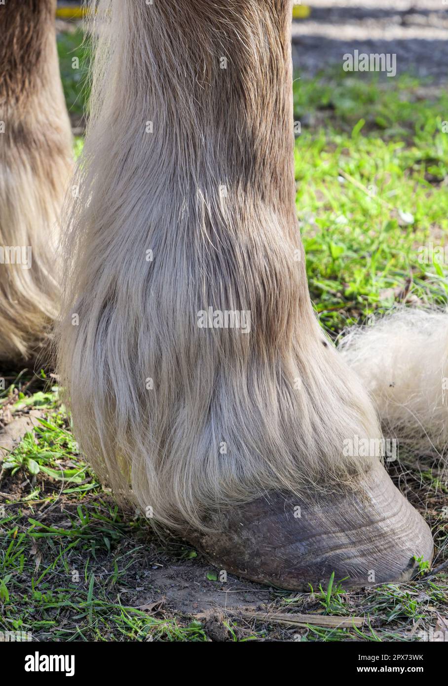 a close up of a horse's hooves Stock Photo - Alamy