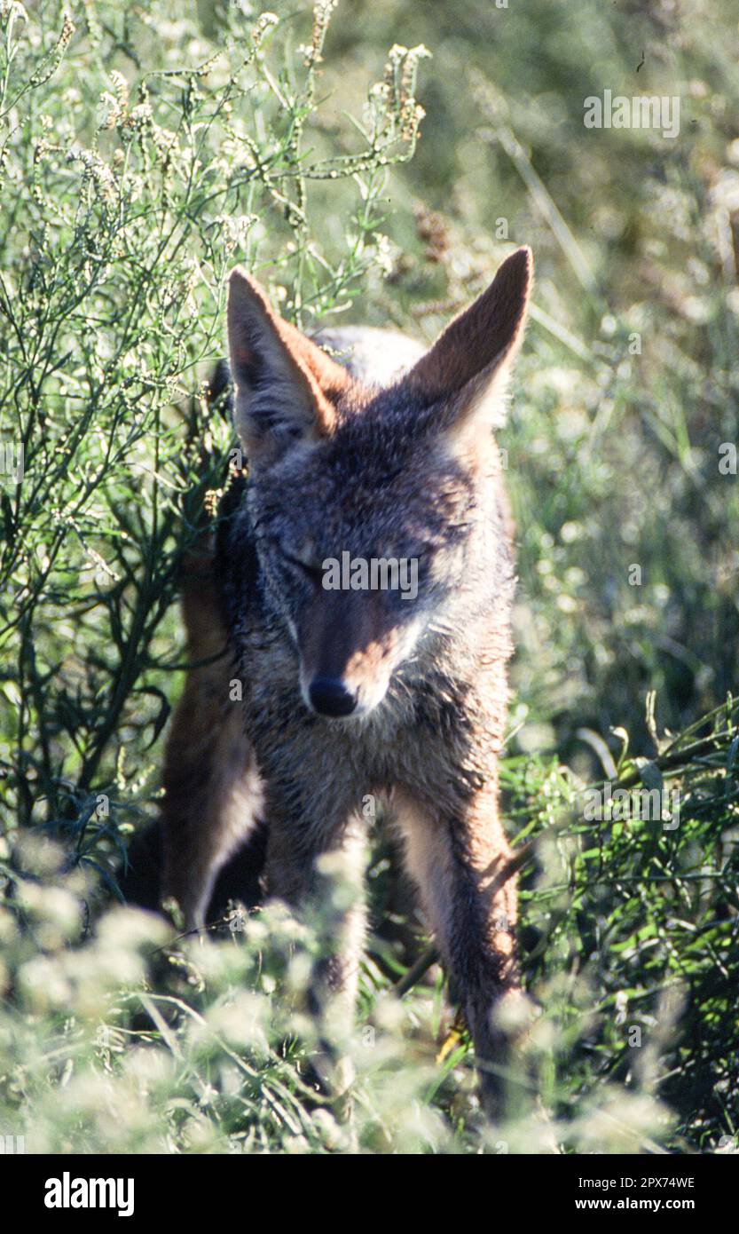 Black Backed Jakal (Canis mesomelas), Central Kalahari Game Reserve ...