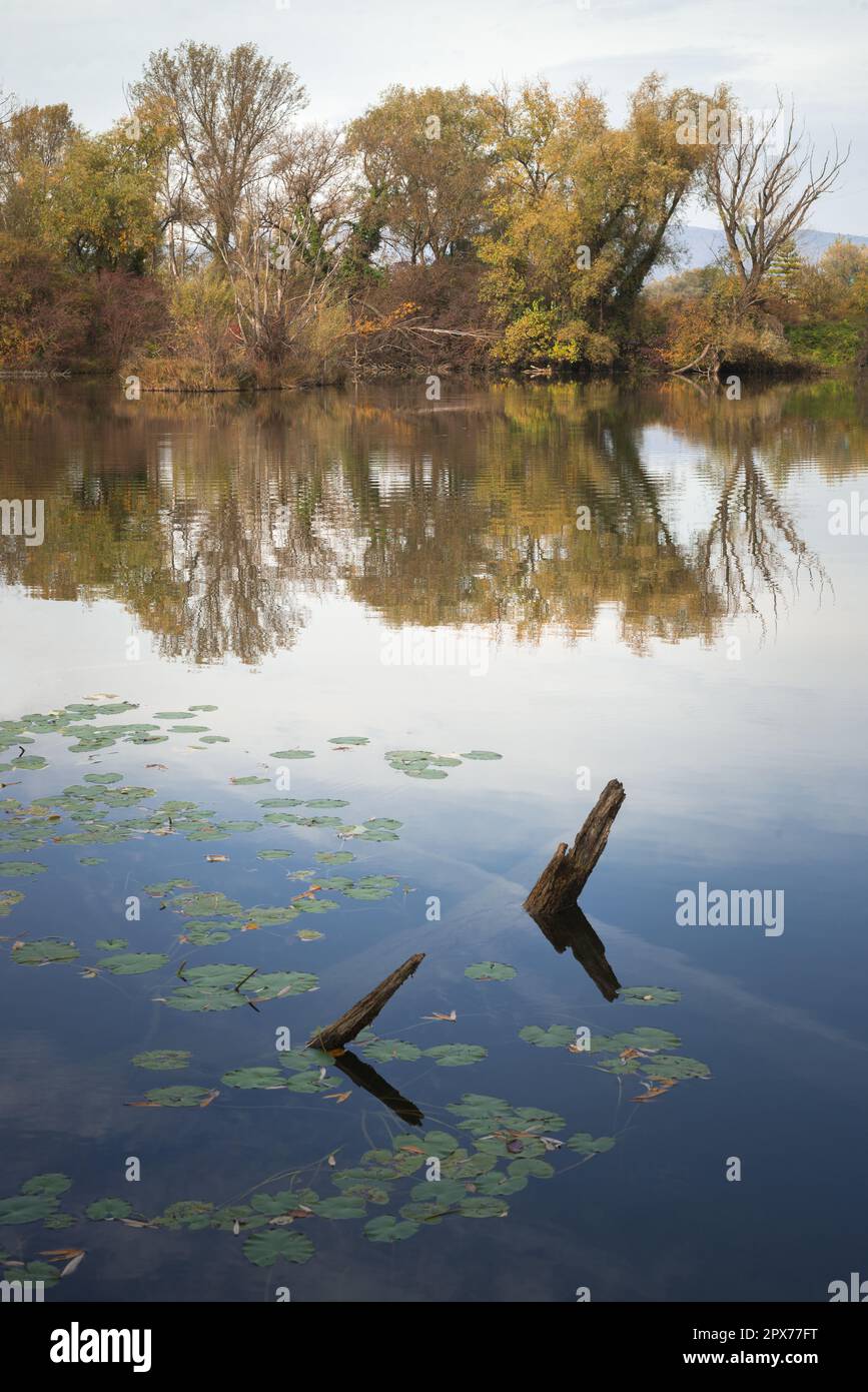 sunken logs on a lake Stock Photo - Alamy