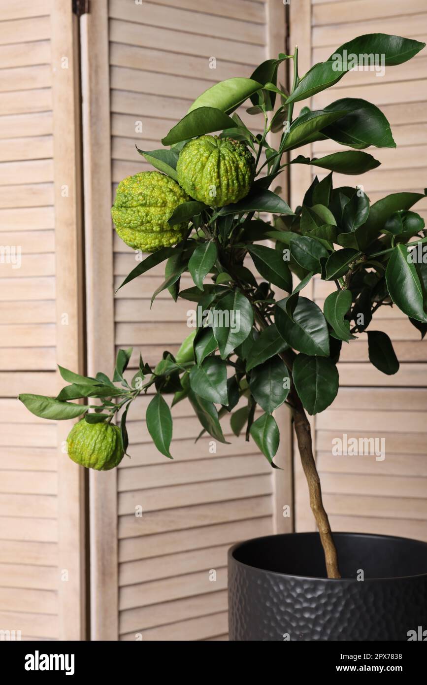 Idea for minimalist interior design. Small potted bergamot tree with ...