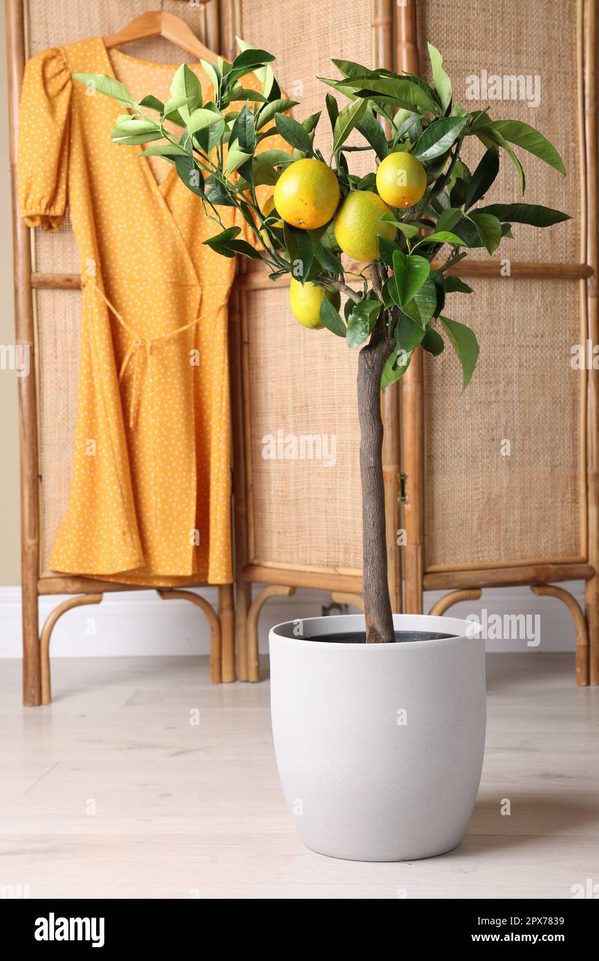Idea for minimalist interior design. Small potted lemon tree with ...