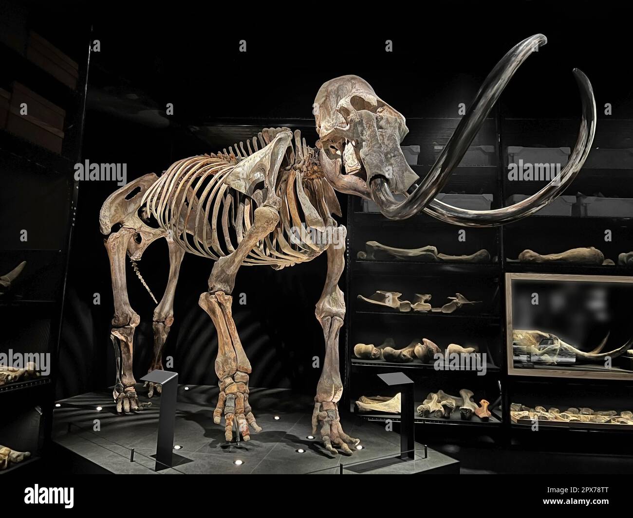 Life size skeleton of mammoth in museum Stock Photo - Alamy