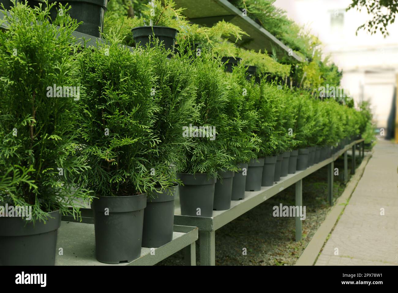Beautiful thuja trees growing hi-res stock photography and images - Alamy