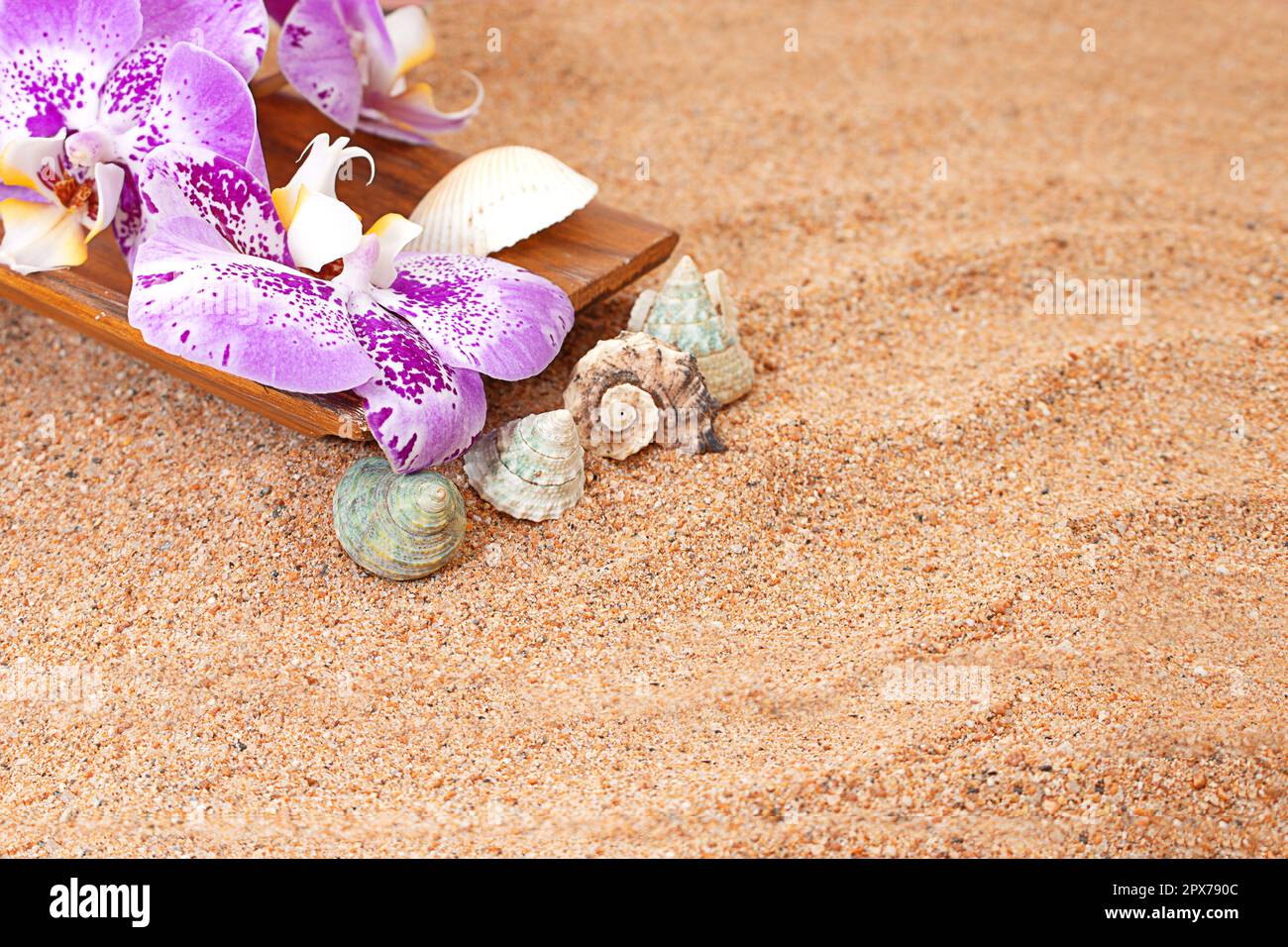 Purple orchid in wooden bowl on the sand of beach with seashells ...
