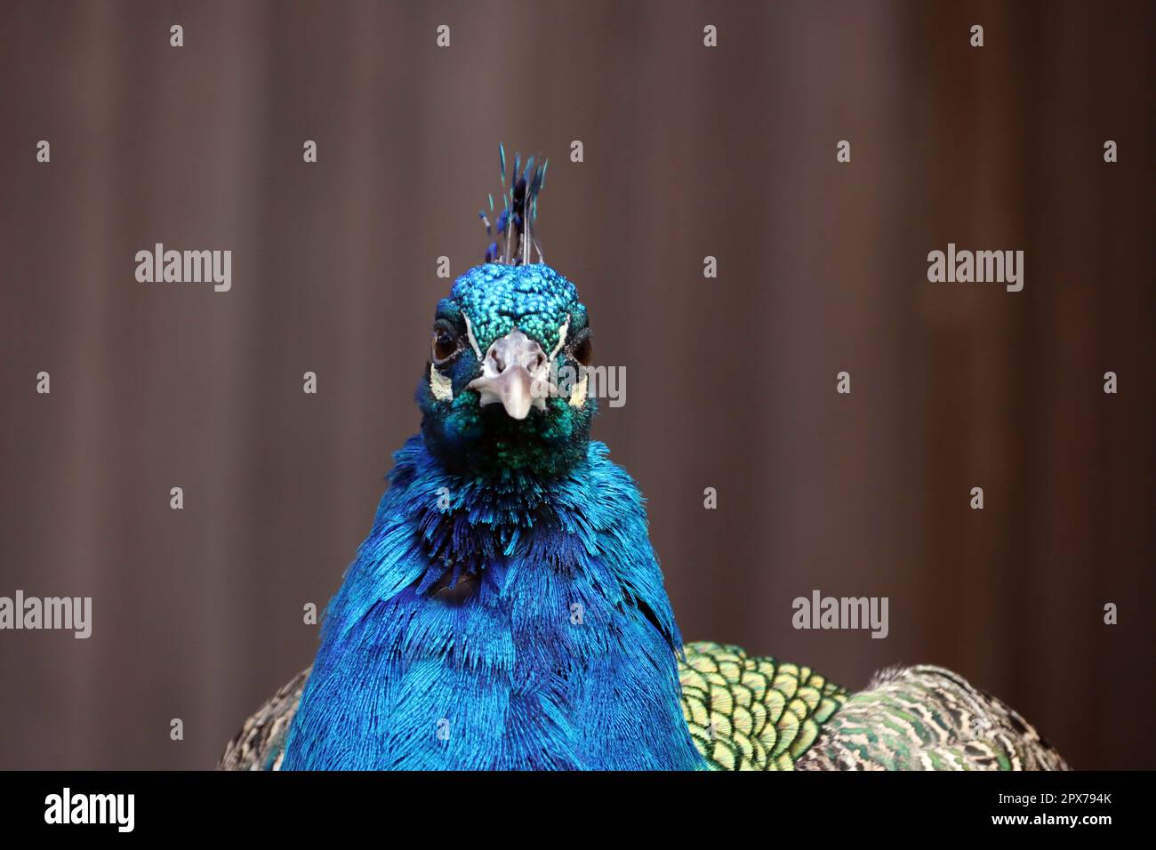 Blauer Pfau (Pavo cristatus) in einem Tierpark, Nordrhein-Westfalen ...