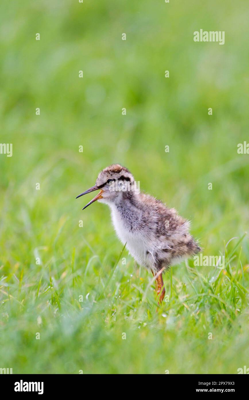 Common Redshank (Tringa totanus) chick, calling, standing on grass ...