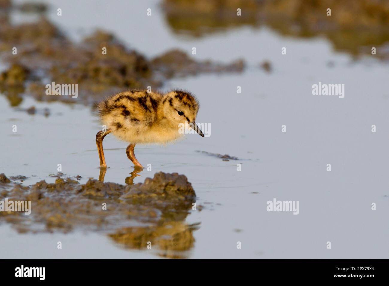 Common Redshank (Tringa totanus) chick, wading in shallow water ...